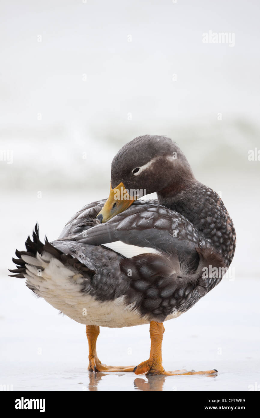Female duck preening hi-res stock photography and images - Alamy