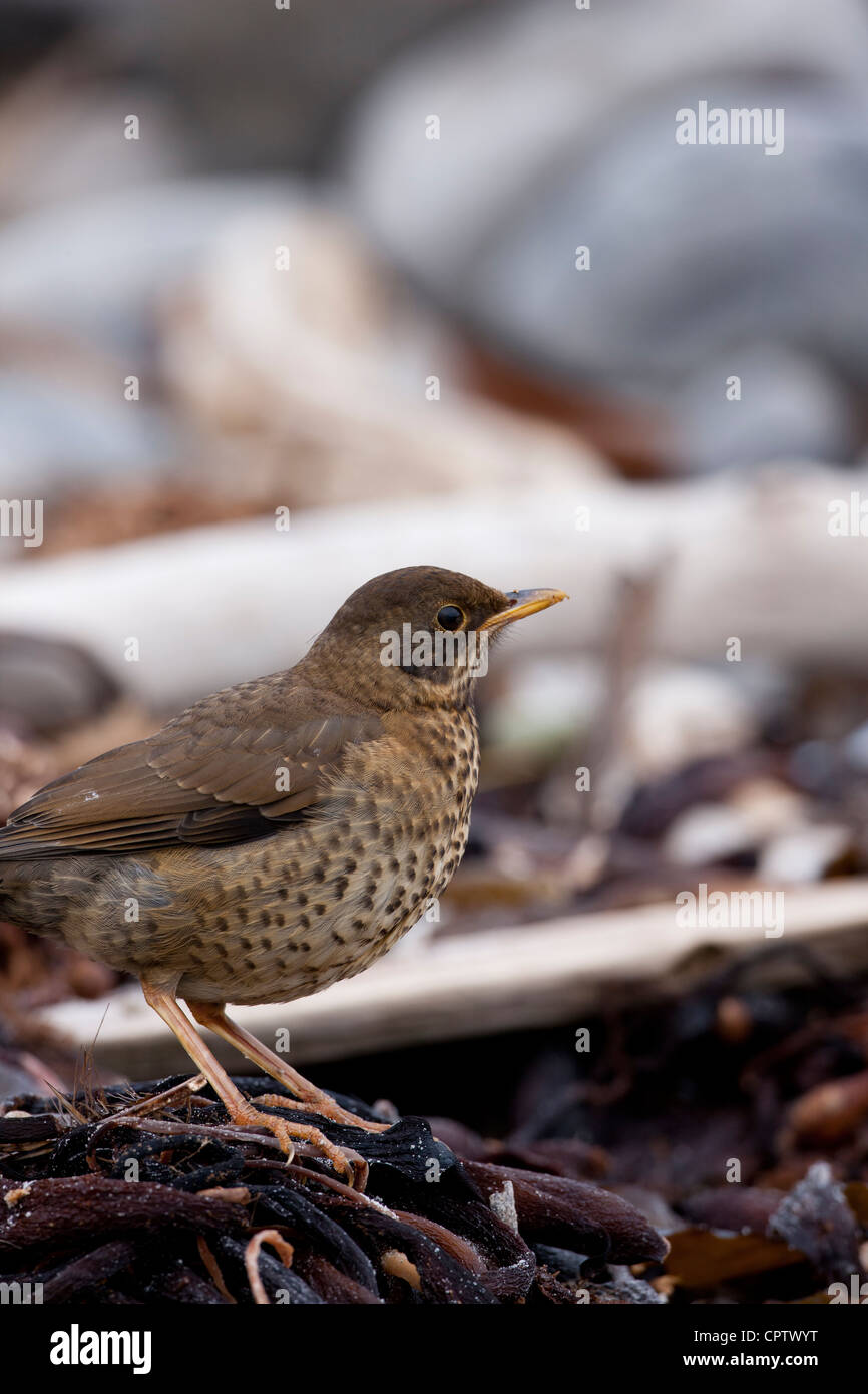 Austral Thrush (Turdus falcklandii falcklandii), Falkland subspecies ...