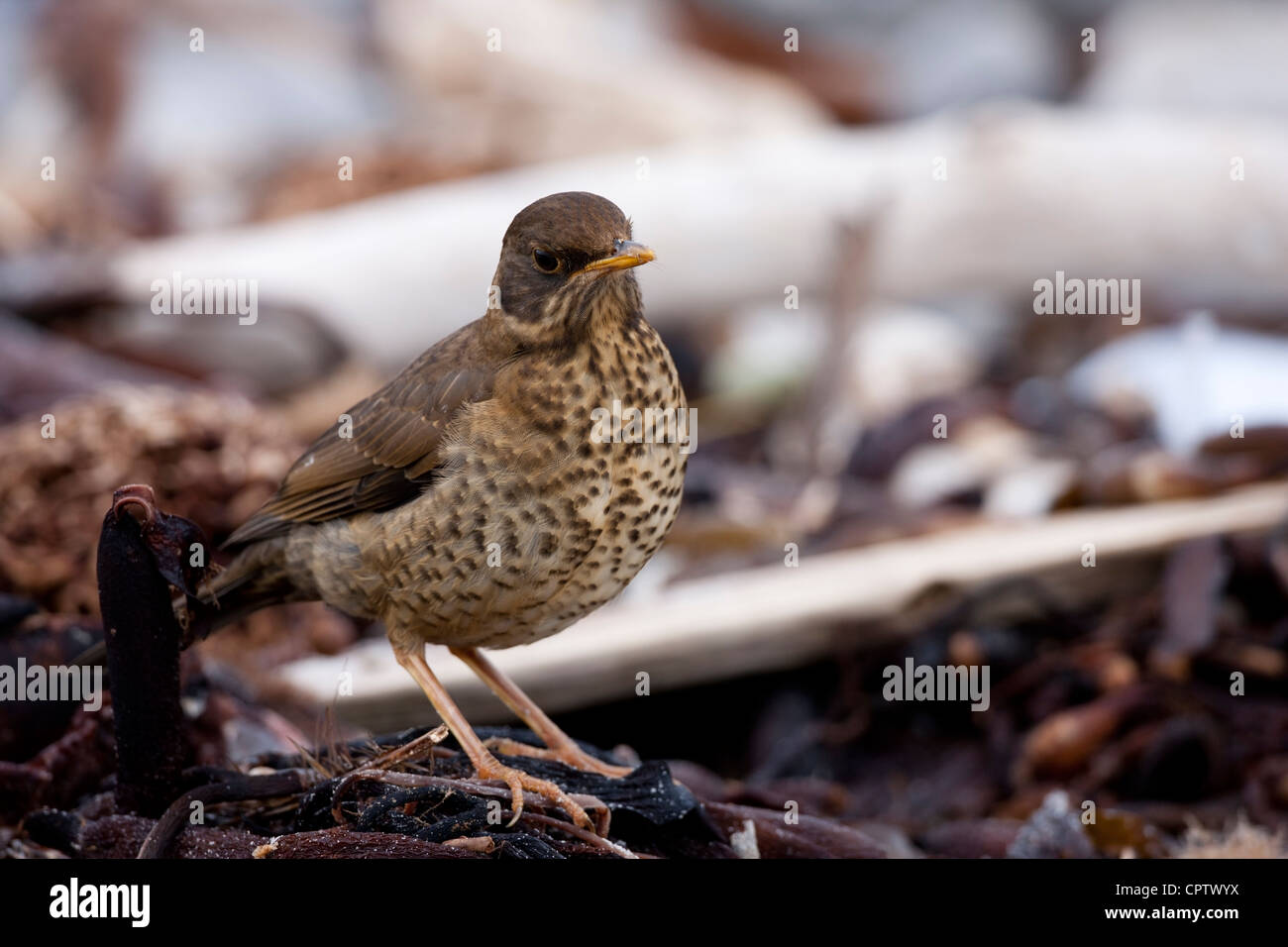 Austral Thrush (Turdus falcklandii falcklandii), Falkland subspecies ...