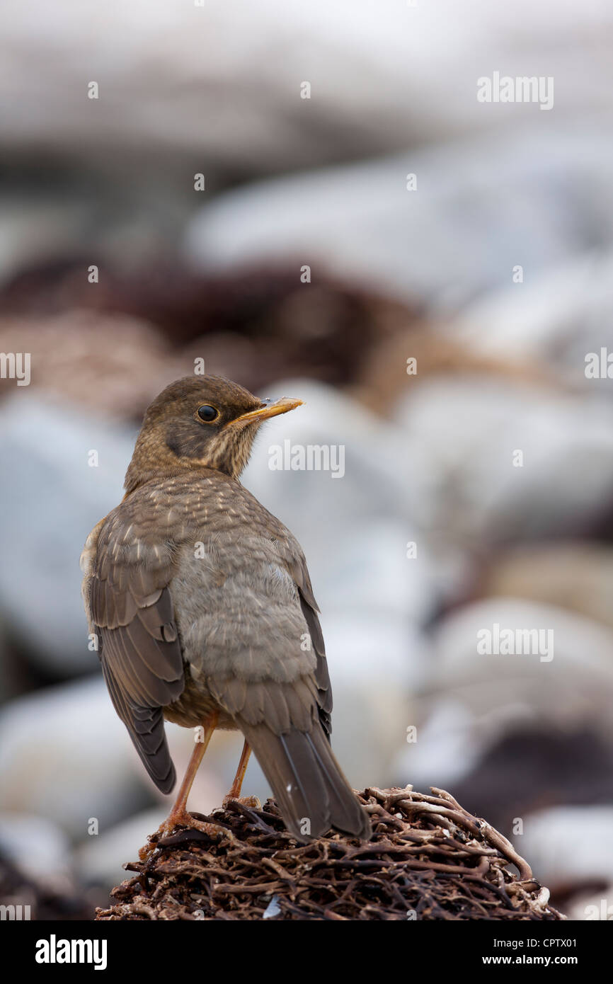 Austral Thrush (Turdus falcklandii falcklandii), Falkland subspecies ...