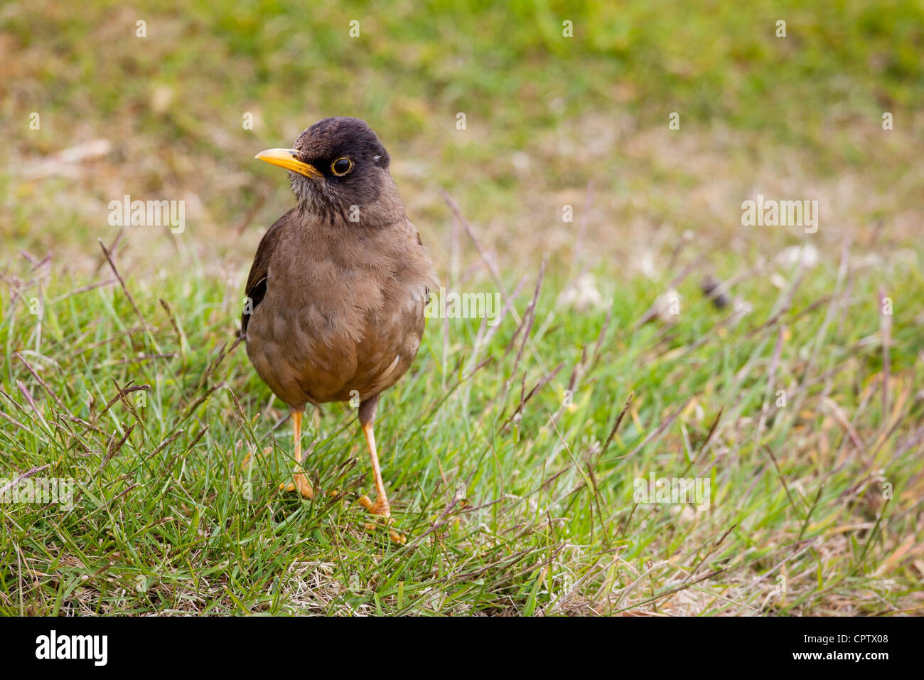 Austral Thrush (Turdus falcklandii falcklandii), Falkland subspecies ...
