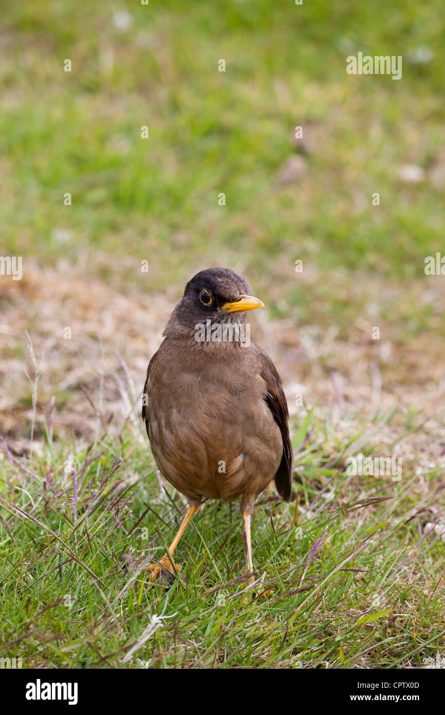 Falklands thrush hi-res stock photography and images - Alamy