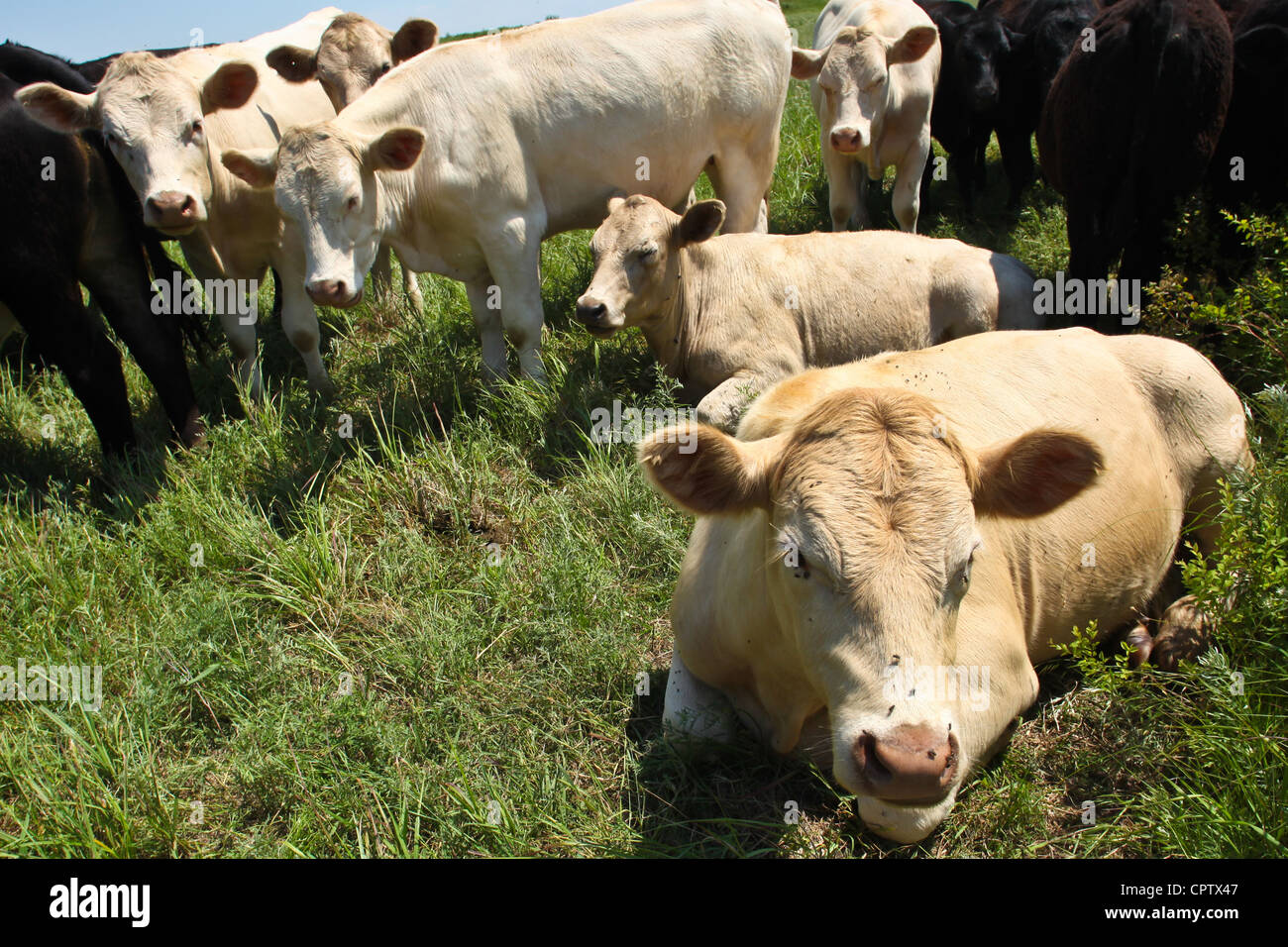 Red cow grazing on pasture hi-res stock photography and images - Alamy