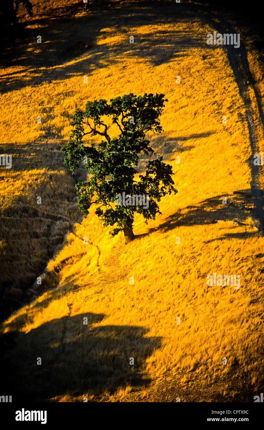 Lone tree golden sunset hi-res stock photography and images - Alamy