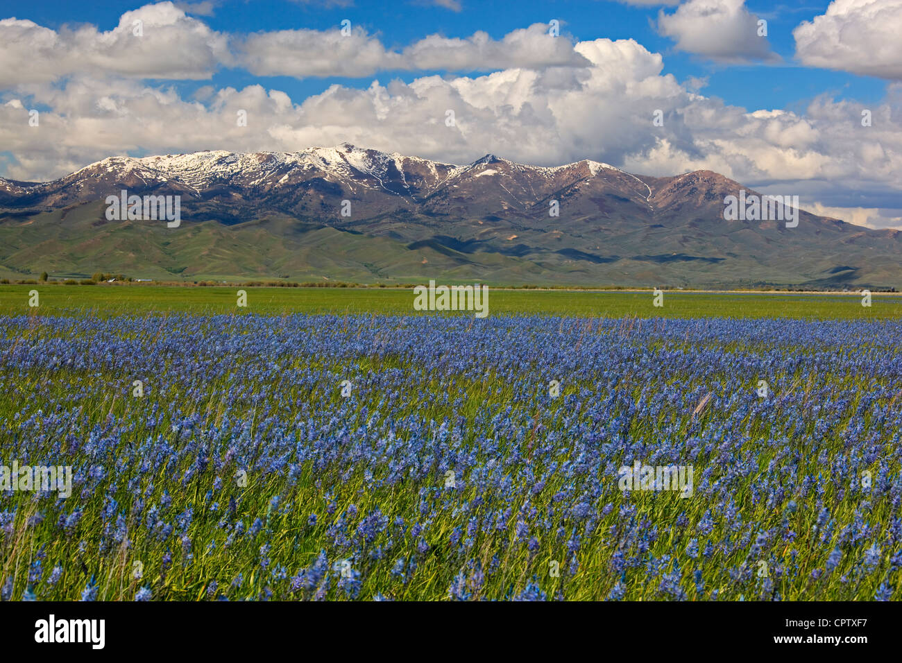 Idaho camas prairie centennial marsh hi-res stock photography and ...