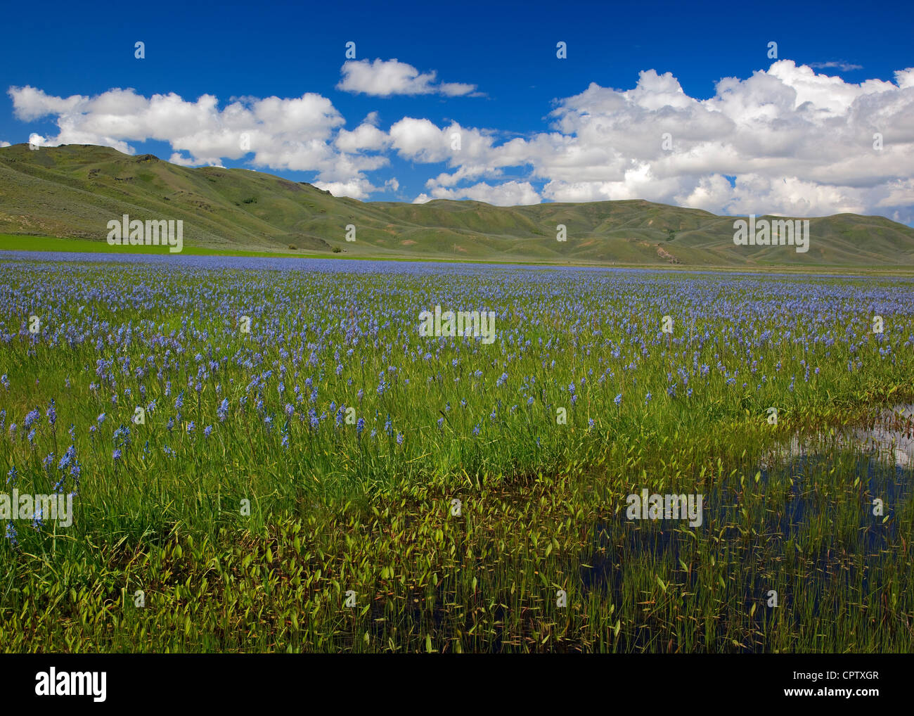 Camas County, Idaho: Centennial Marsh Camas Prairie Stock Photo - Alamy