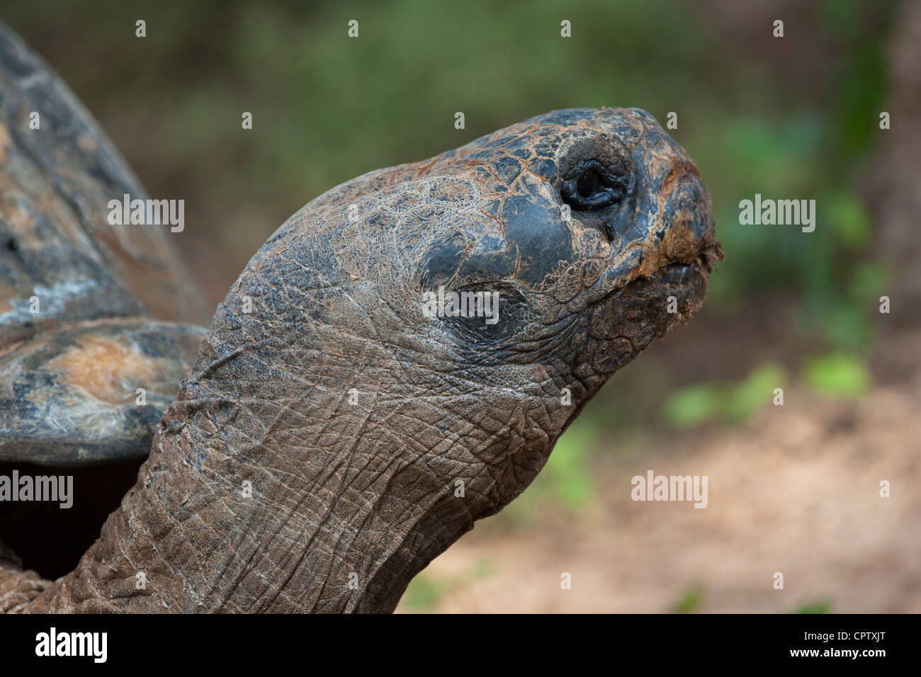Turtle at the zoo Stock Photo - Alamy