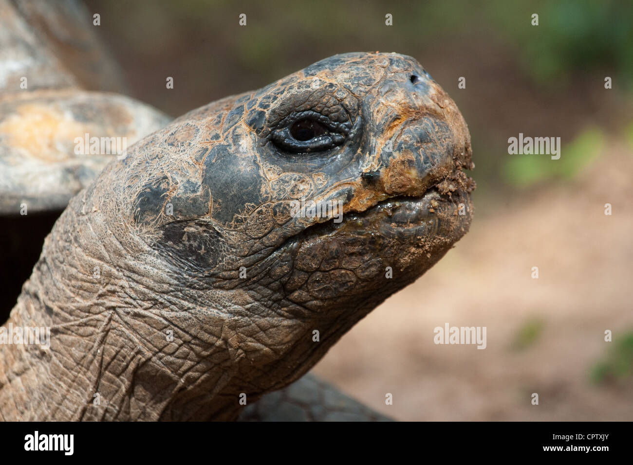 Turtle at the zoo Stock Photo - Alamy
