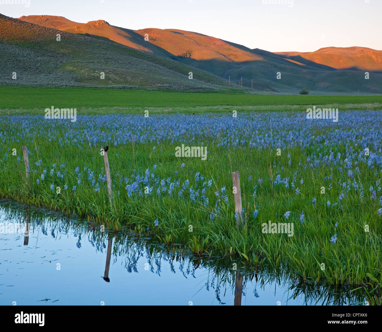 Idaho camas prairie centennial marsh hi-res stock photography and ...
