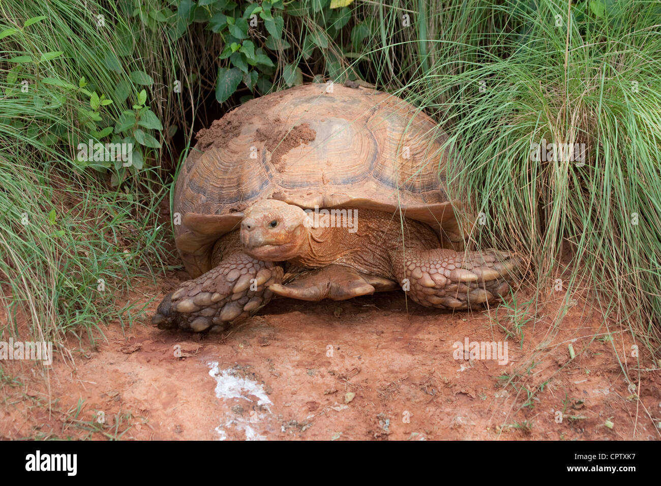 Turtle at the zoo hi-res stock photography and images - Alamy