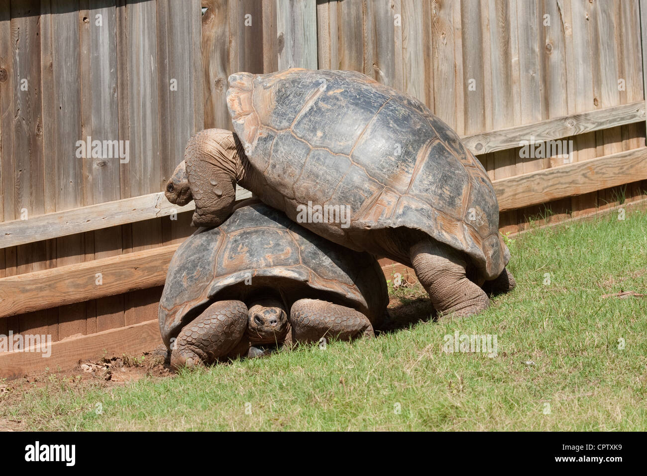Turtle at the zoo Stock Photo - Alamy