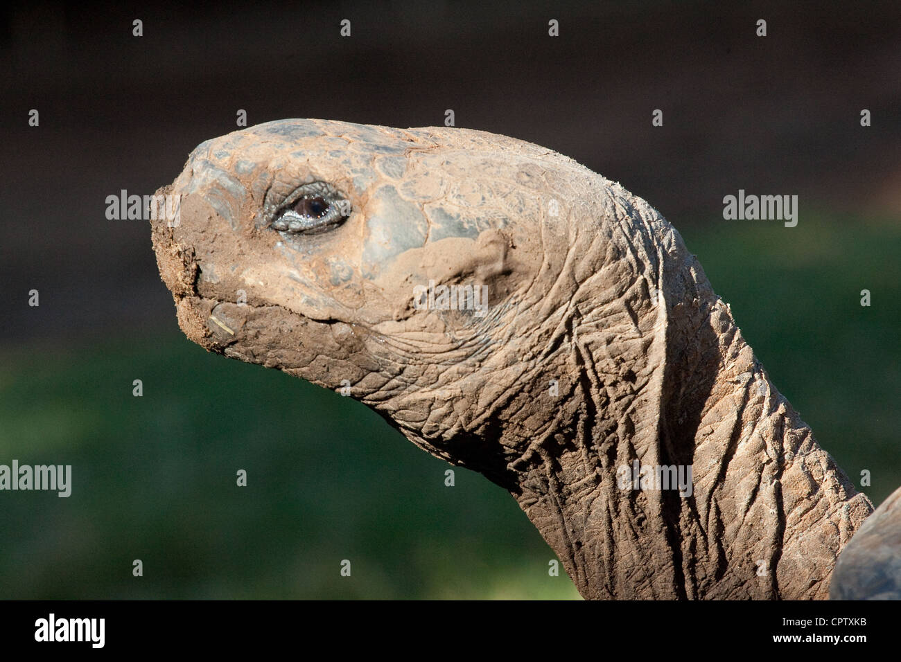 Turtle at the zoo Stock Photo - Alamy