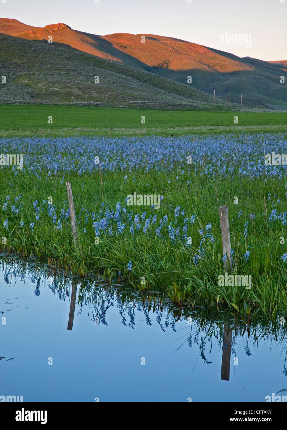 Camas prairie centennial marsh idaho hi-res stock photography and ...
