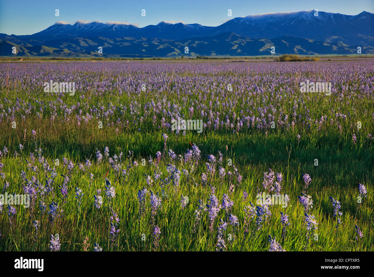 Morning light on expanse of camas flowers in Centennial Marsh Camas ...