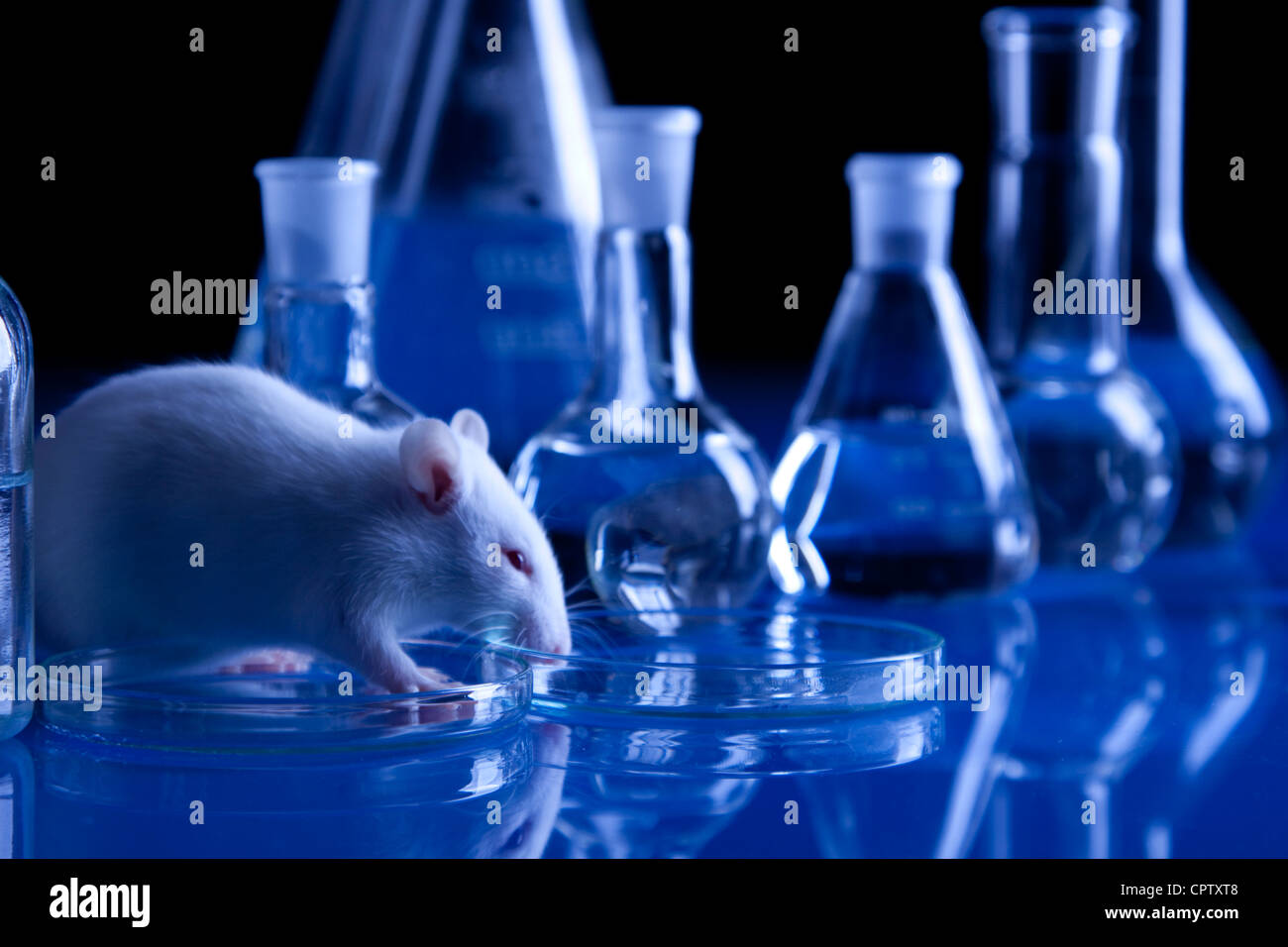 Rats in laboratory. Experiments on animals Stock Photo - Alamy
