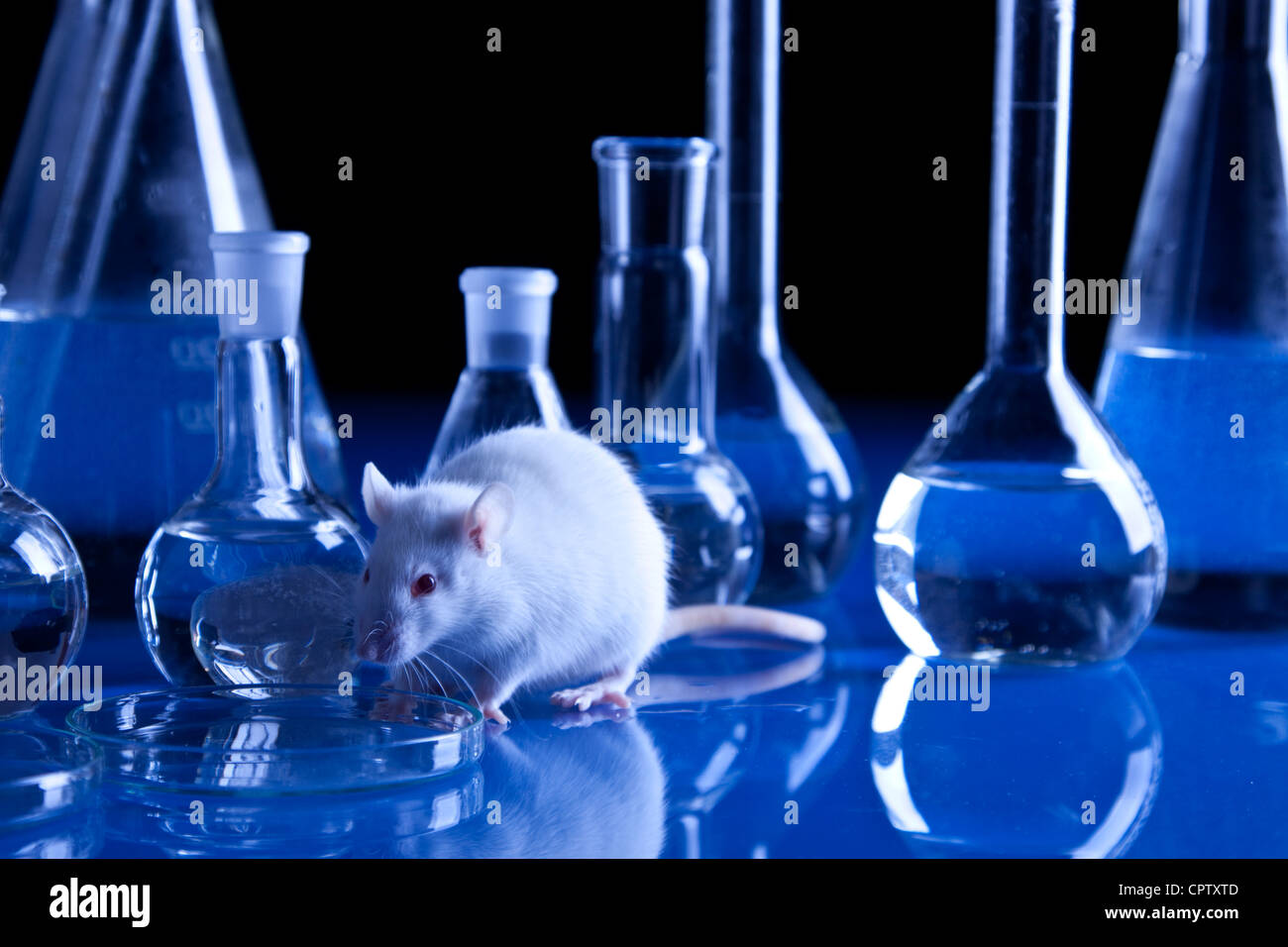 Lab Experiments On Animals