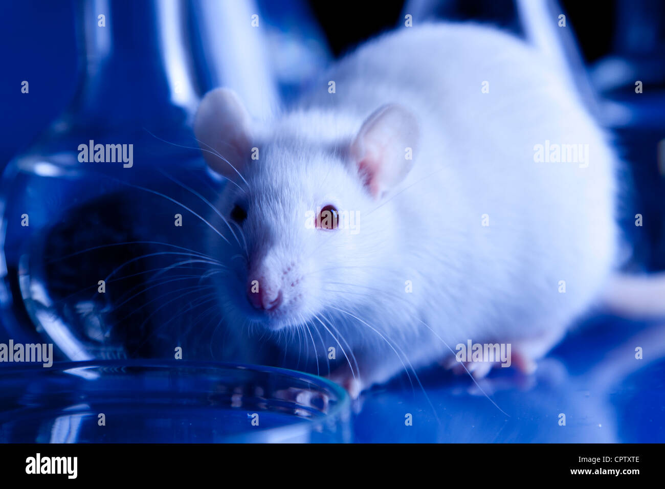 Lab rat hi-res stock photography and images - Alamy