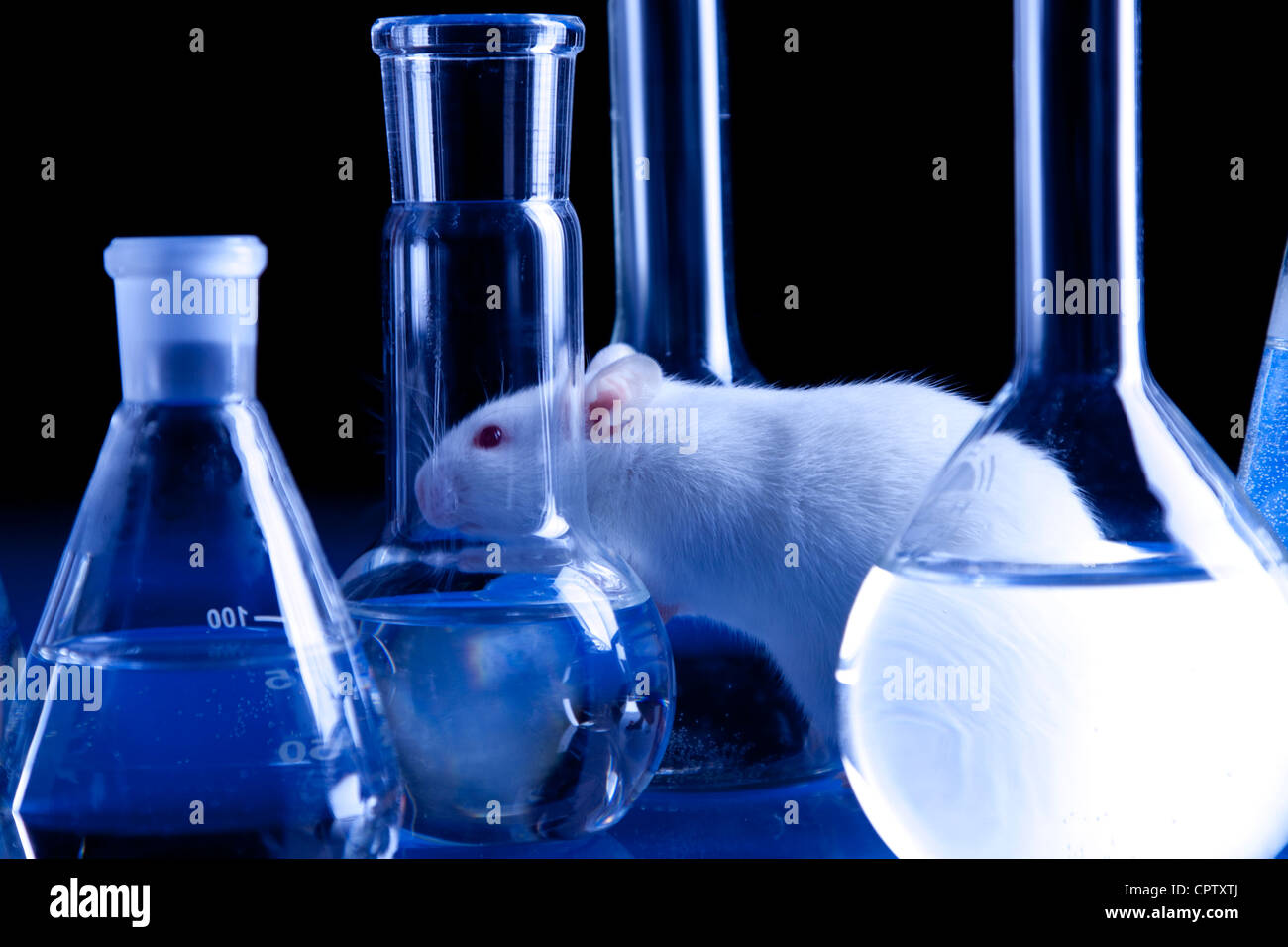 Rats in laboratory. Experiments on animals Stock Photo - Alamy