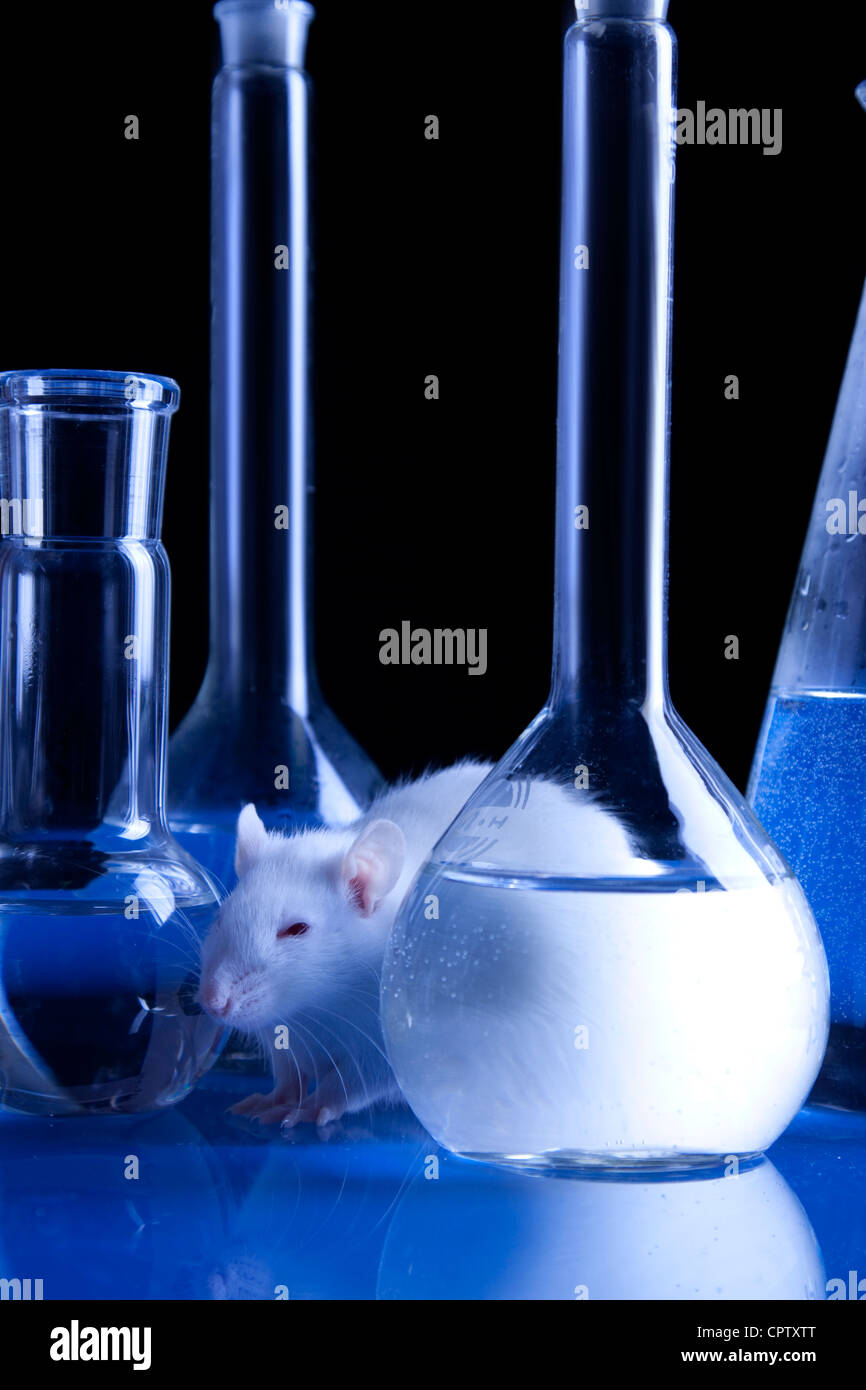 Rats in laboratory. Experiments on animals Stock Photo - Alamy