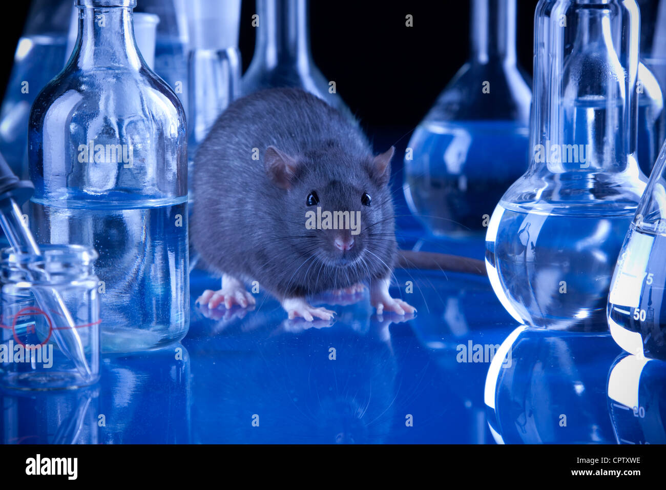Rats in laboratory. Experiments on animals Stock Photo - Alamy