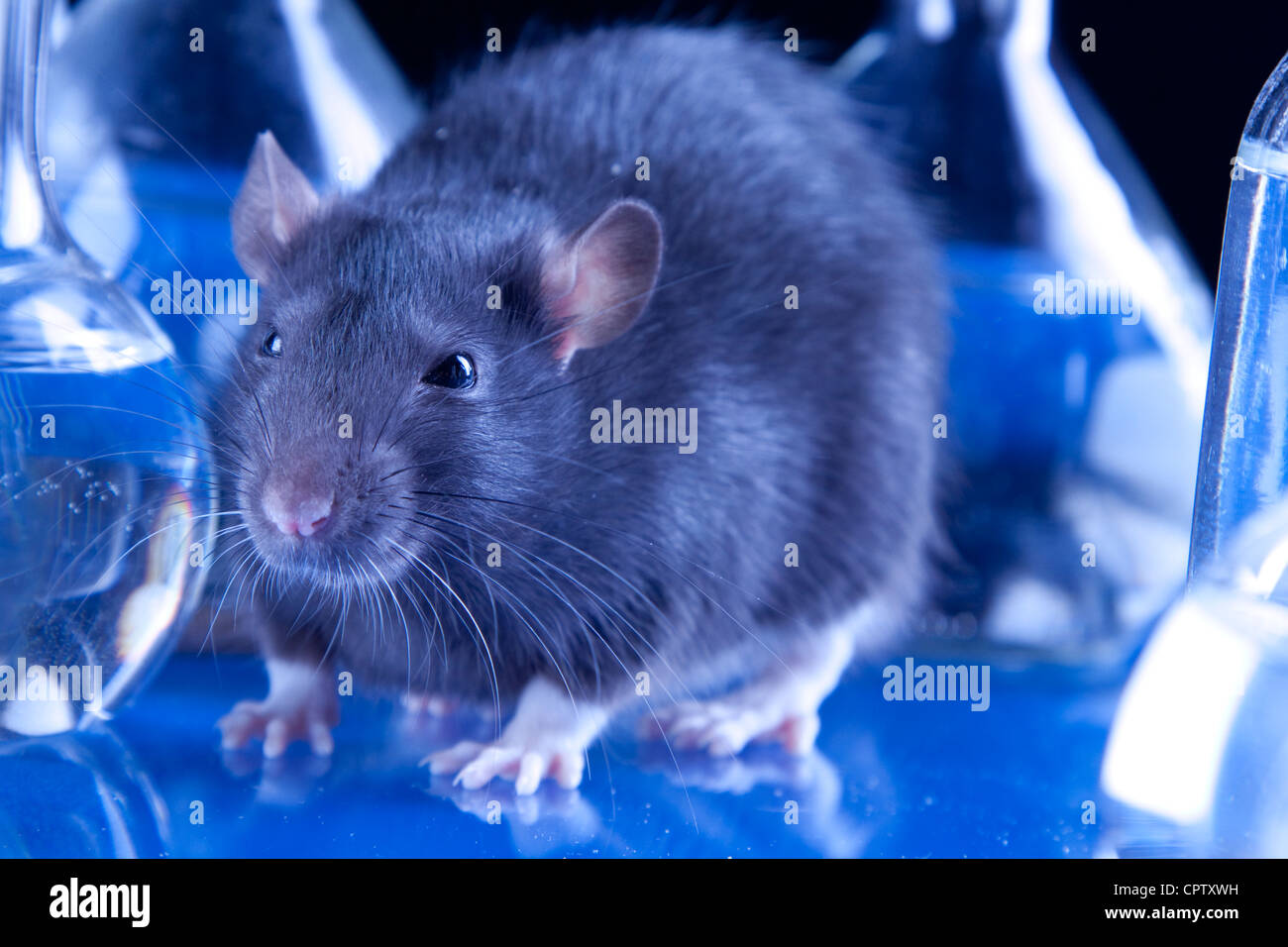 Rats in laboratory. Experiments on animals Stock Photo - Alamy
