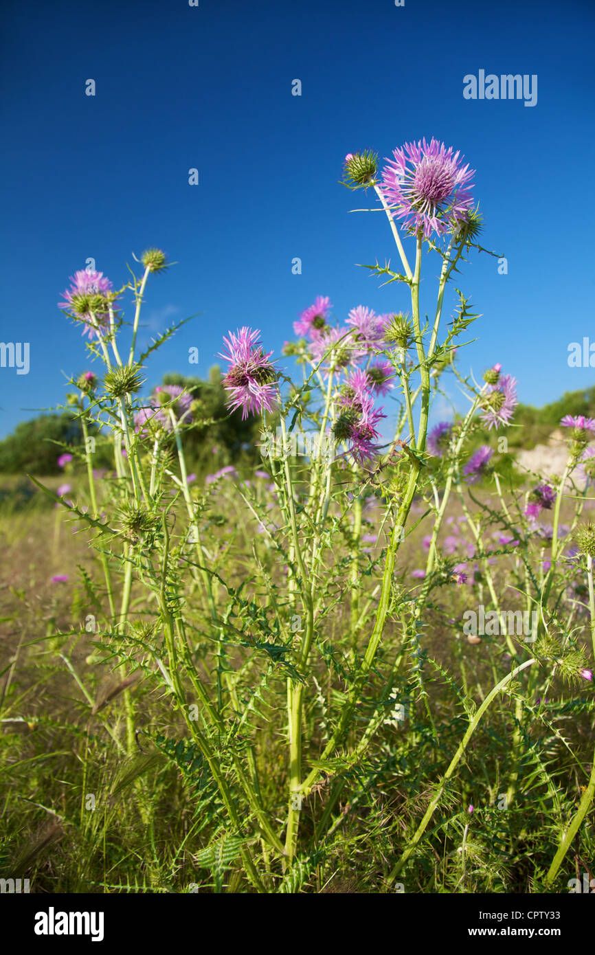 pink flower at Menorca island in Spain Stock Photo - Alamy