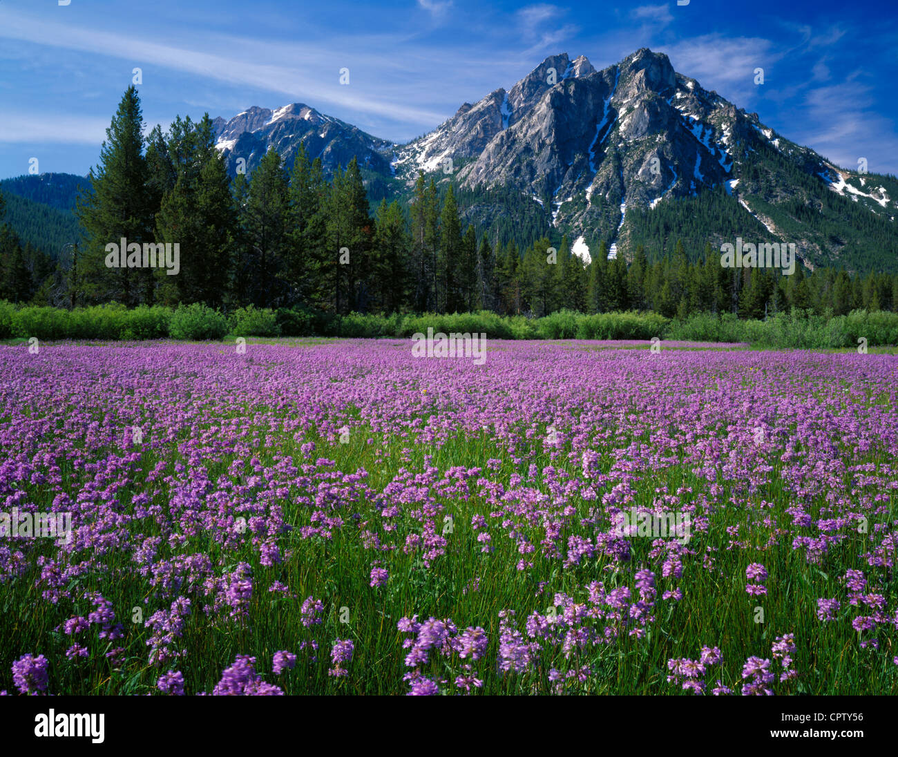 Sawtooth National Recreation Area, Idaho Meadow of Rydberg's penstemon ...