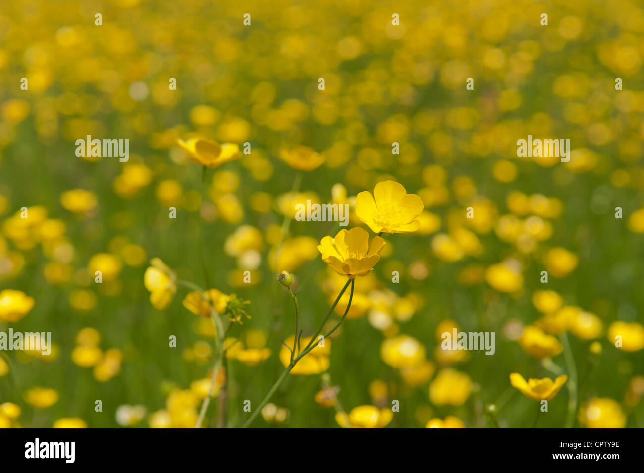 Wild flowers on kent chalkland hi-res stock photography and images - Alamy