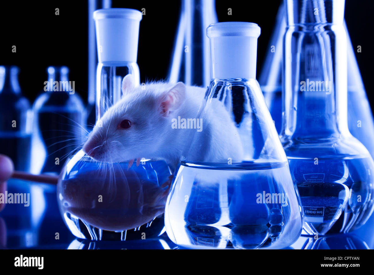 Rat test water hi-res stock photography and images - Alamy