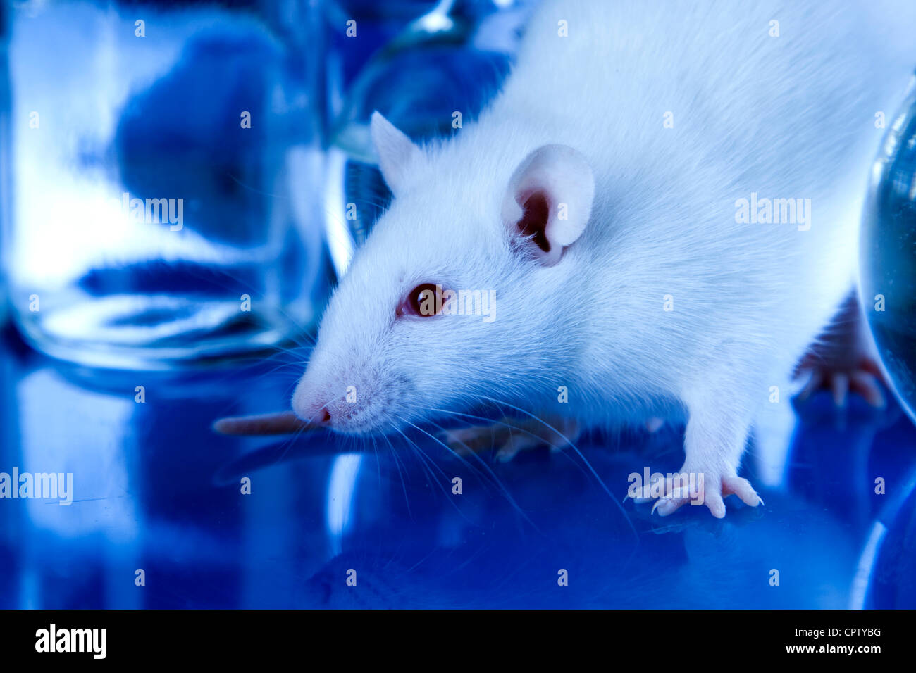 Rat test water hi-res stock photography and images - Alamy