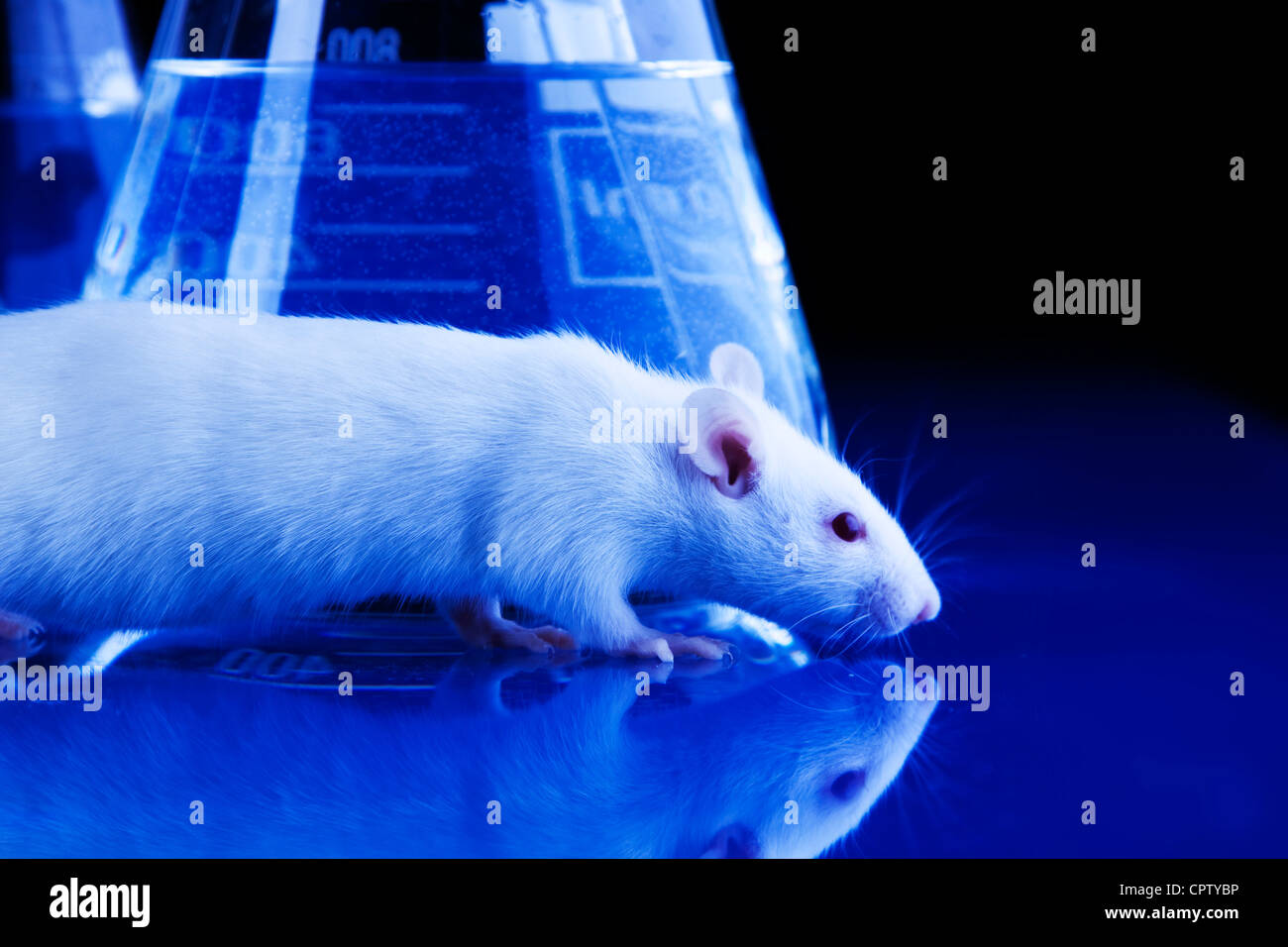 Rat test water hi-res stock photography and images - Alamy