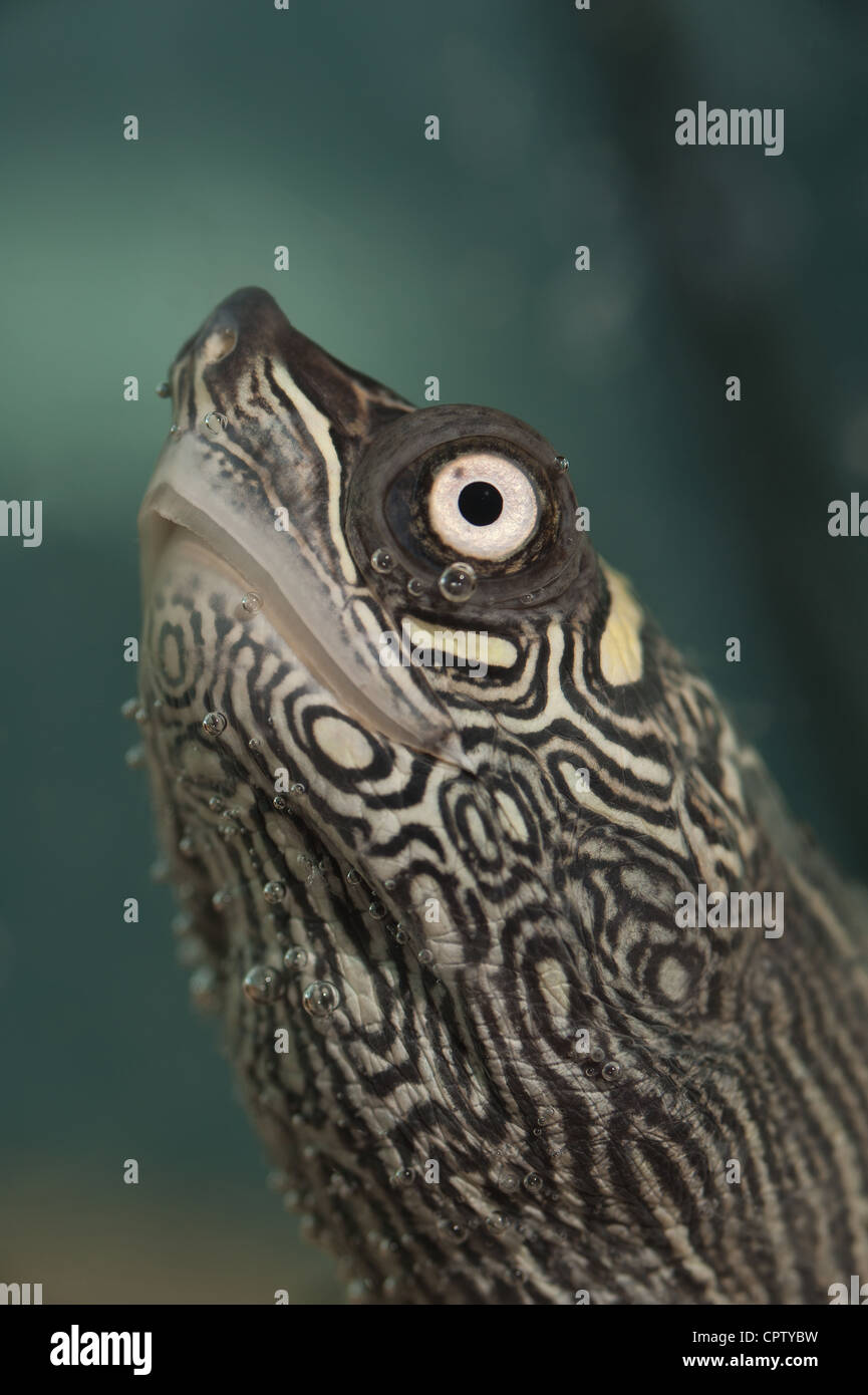 Close up portrait of alert map turtle underwater with a few bubbles of ...