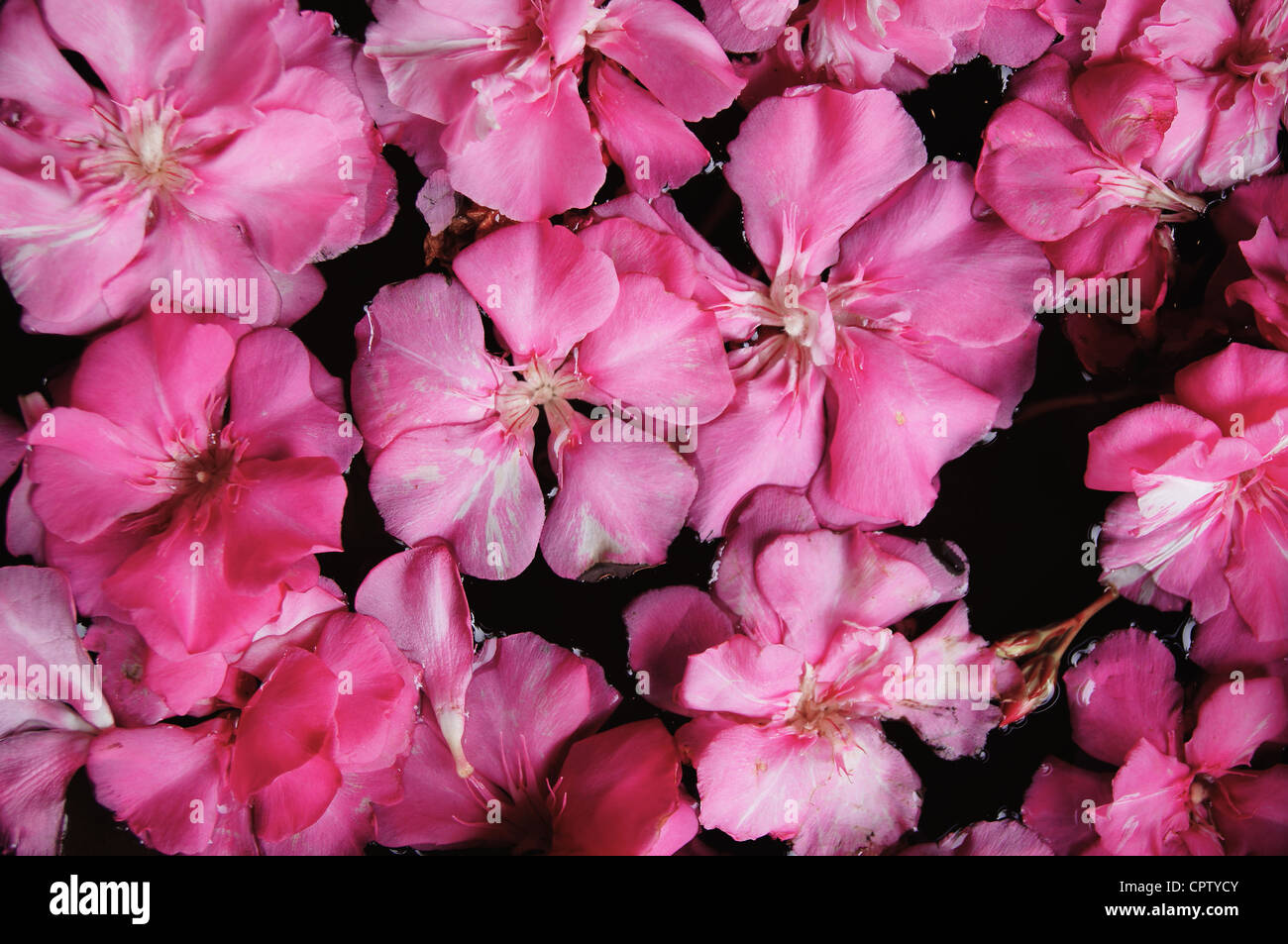 Oleander Flowers on water Stock Photo - Alamy