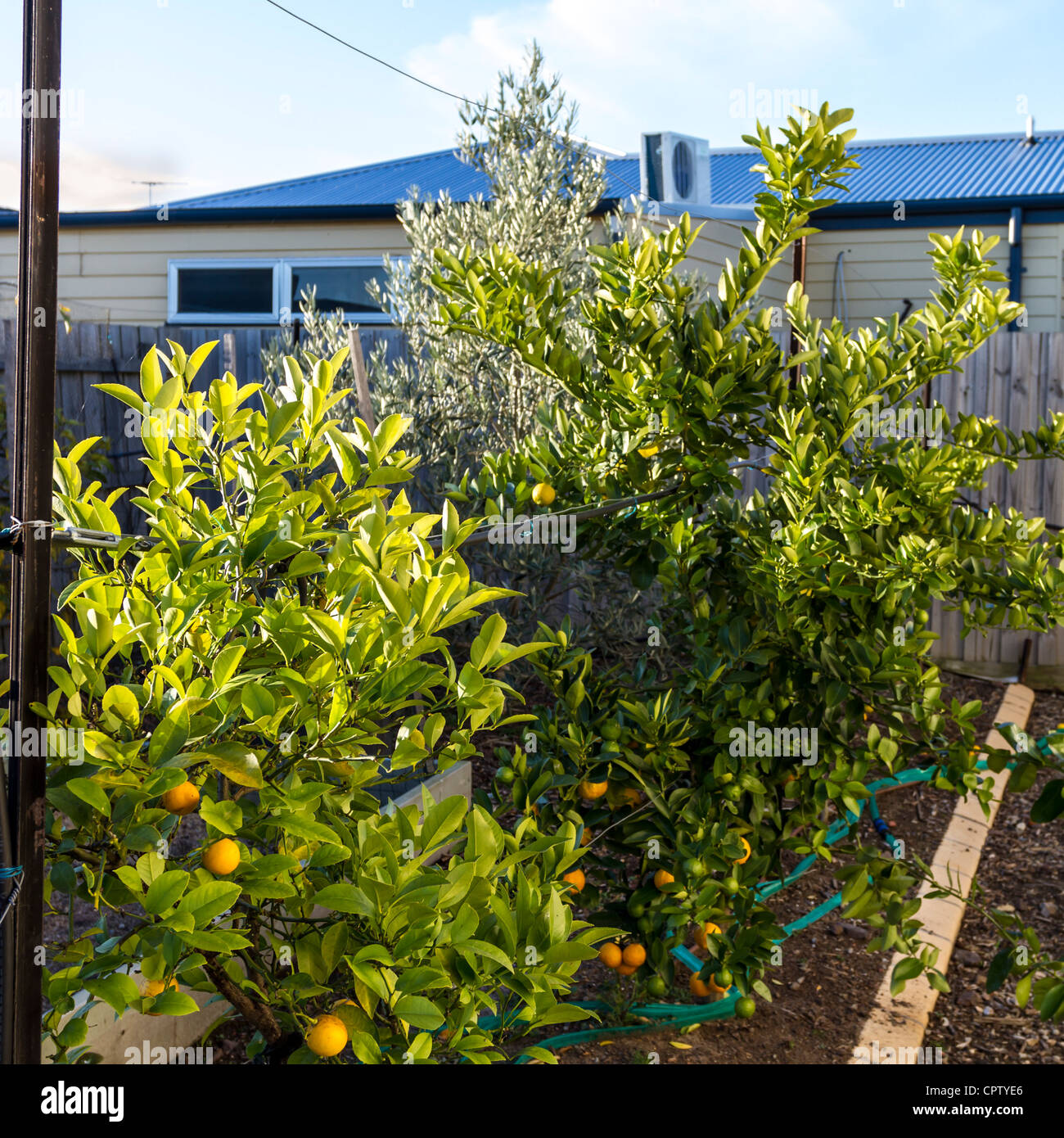 Lemon trees espalier hi-res stock photography and images - Alamy