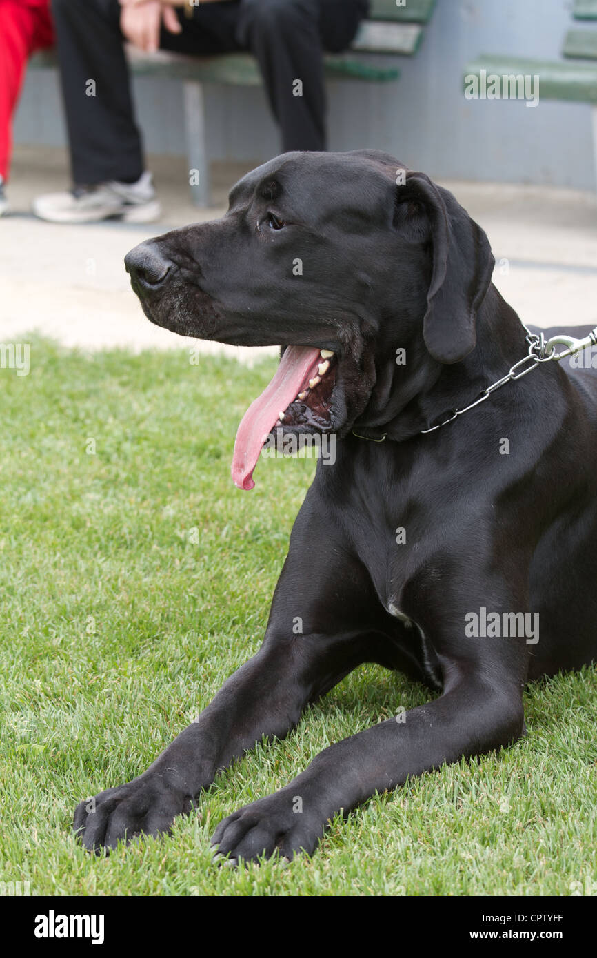 Big black german mastiff Stock Photo - Alamy