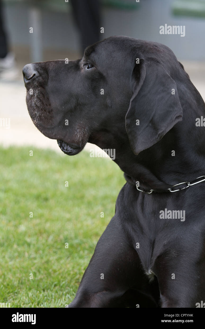 Big black german mastiff Stock Photo - Alamy