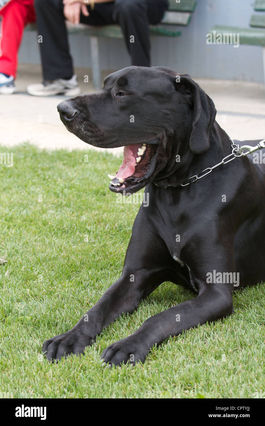 Big black german mastiff Stock Photo - Alamy