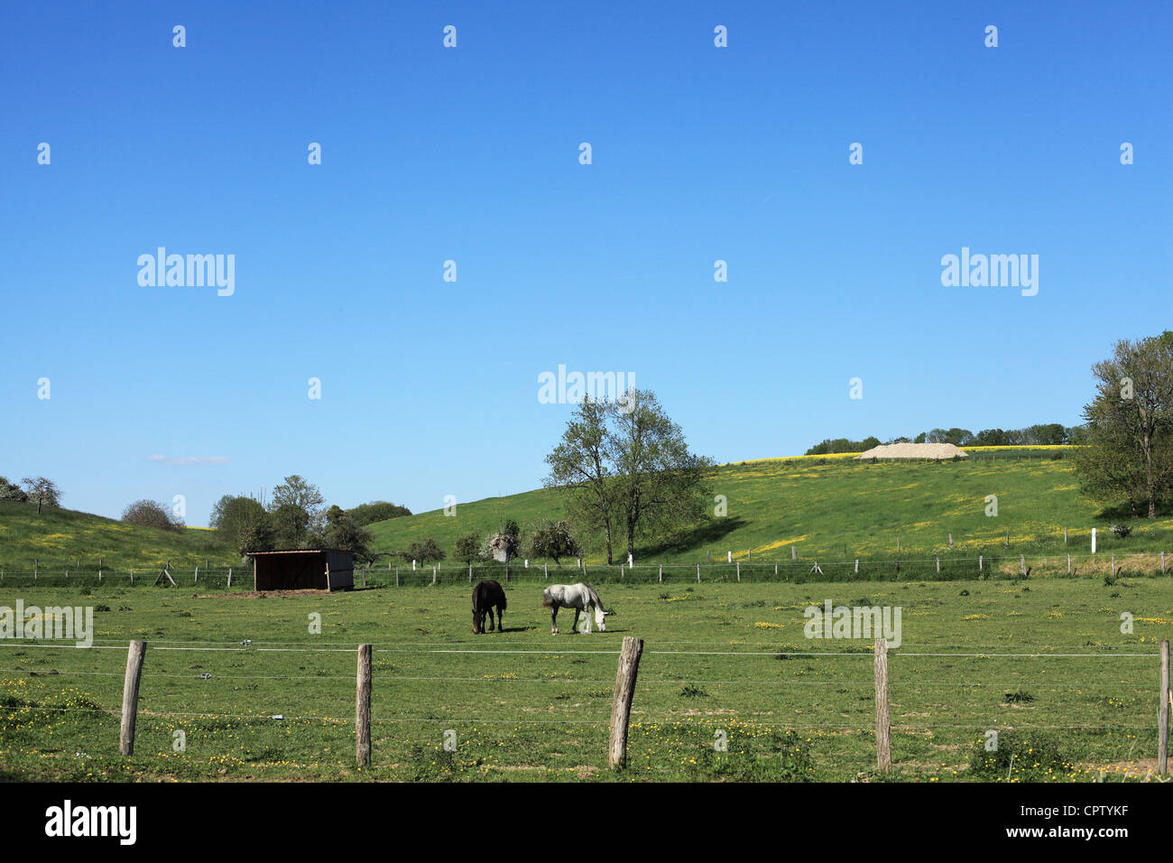sunny countryside landscape with horses in the spring Stock Photo - Alamy