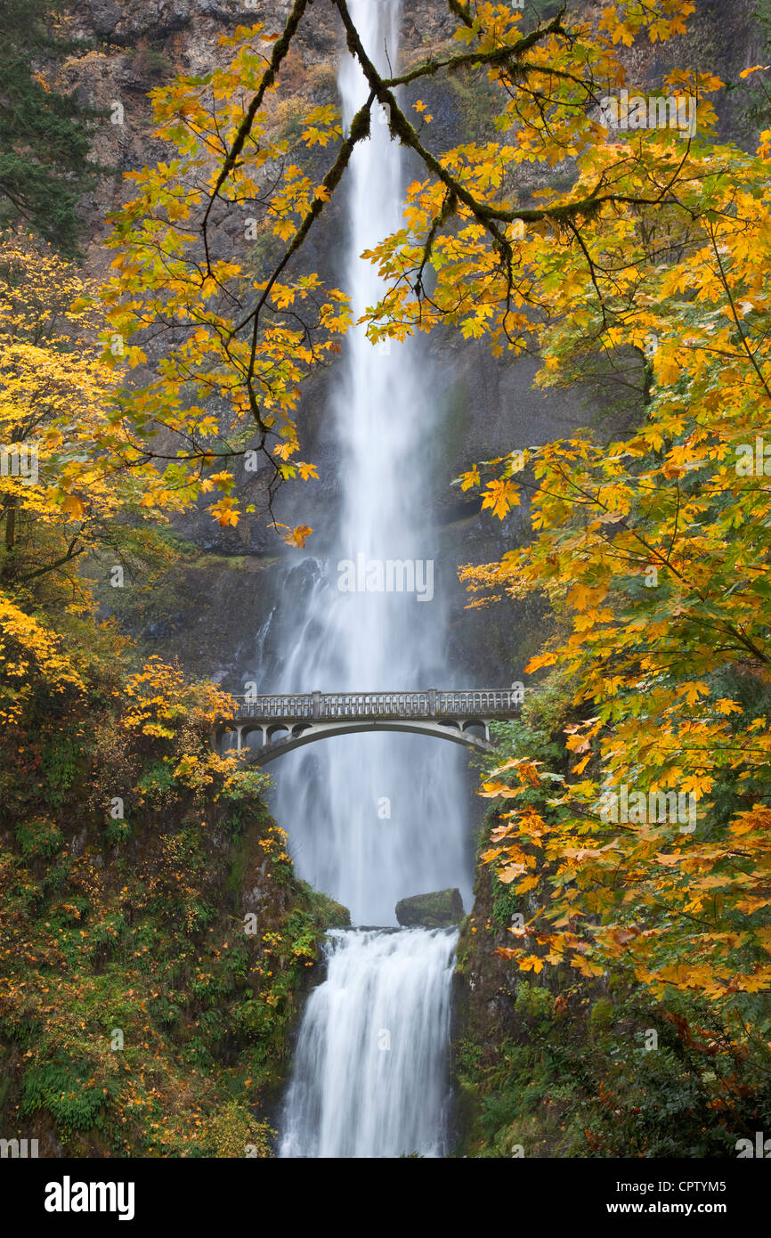 Oregon: Big leaf maples in fall color surrounding Multnomah Falls with ...