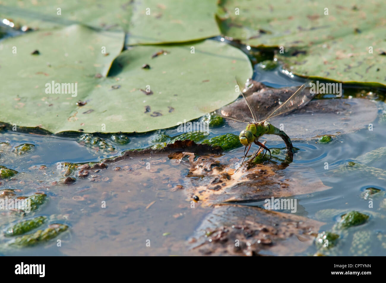 Emperor dragonfly laying eggs in pond Stock Photo - Alamy
