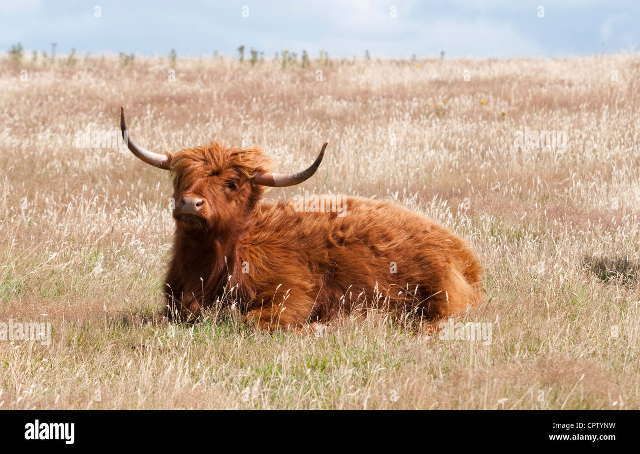 Windswept highland cow animal hi-res stock photography and images - Alamy