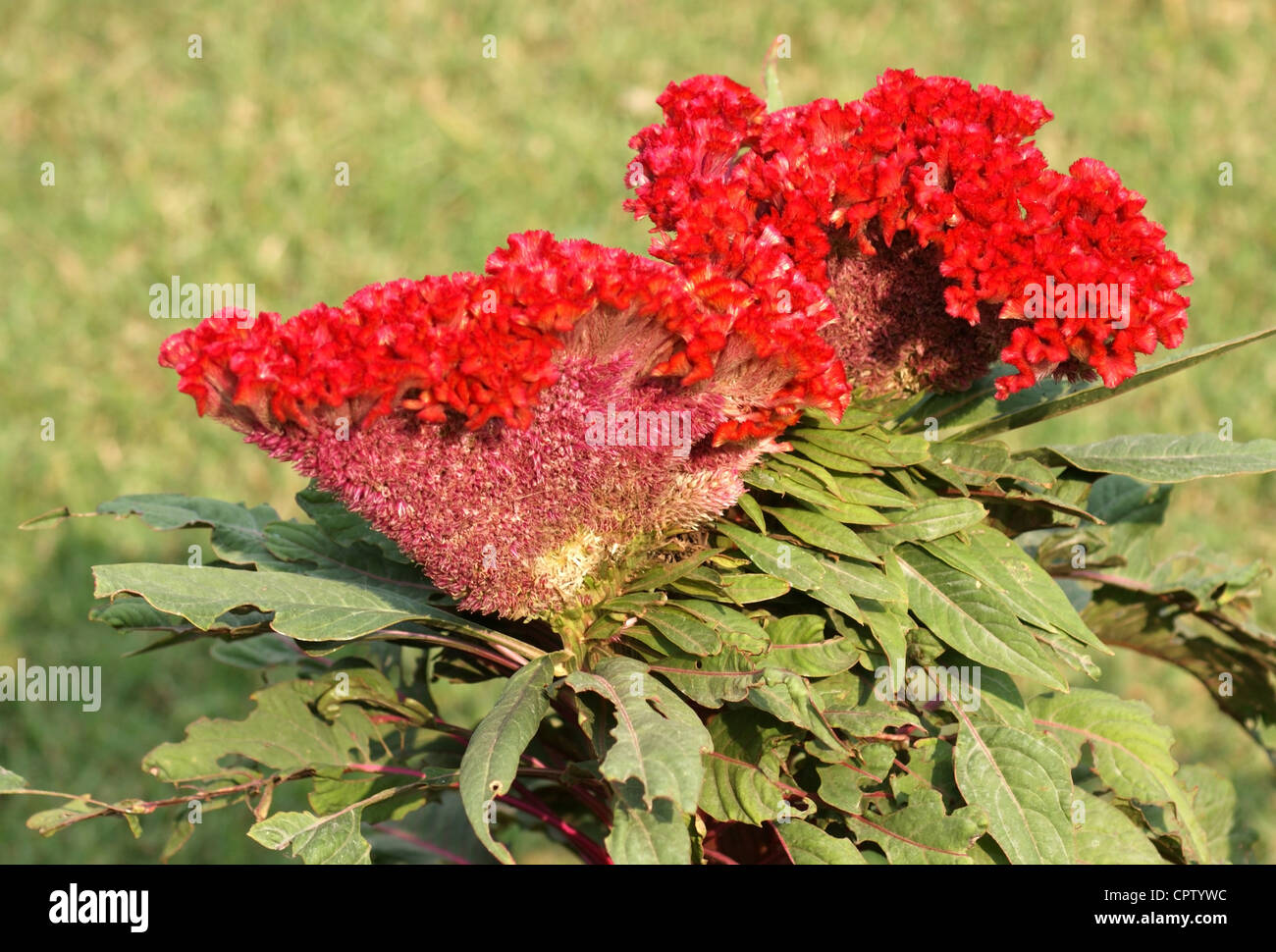 Plumed Cockscomb High Resolution Stock Photography and Images - Alamy