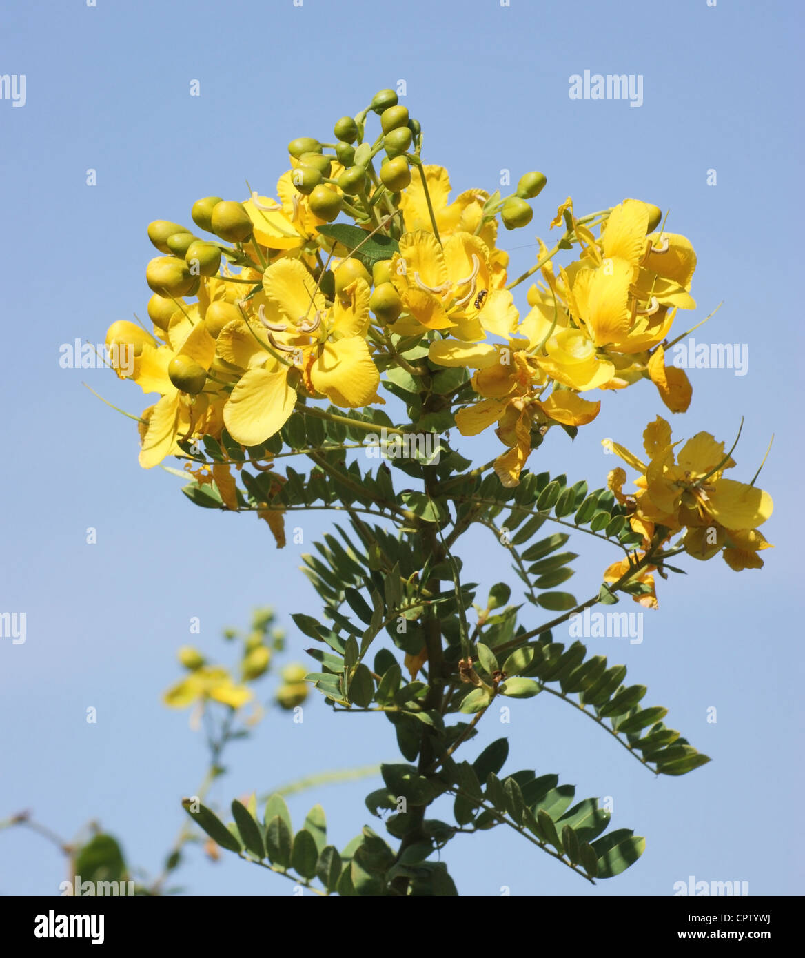 detail of some yellow flowers seen in India Stock Photo - Alamy