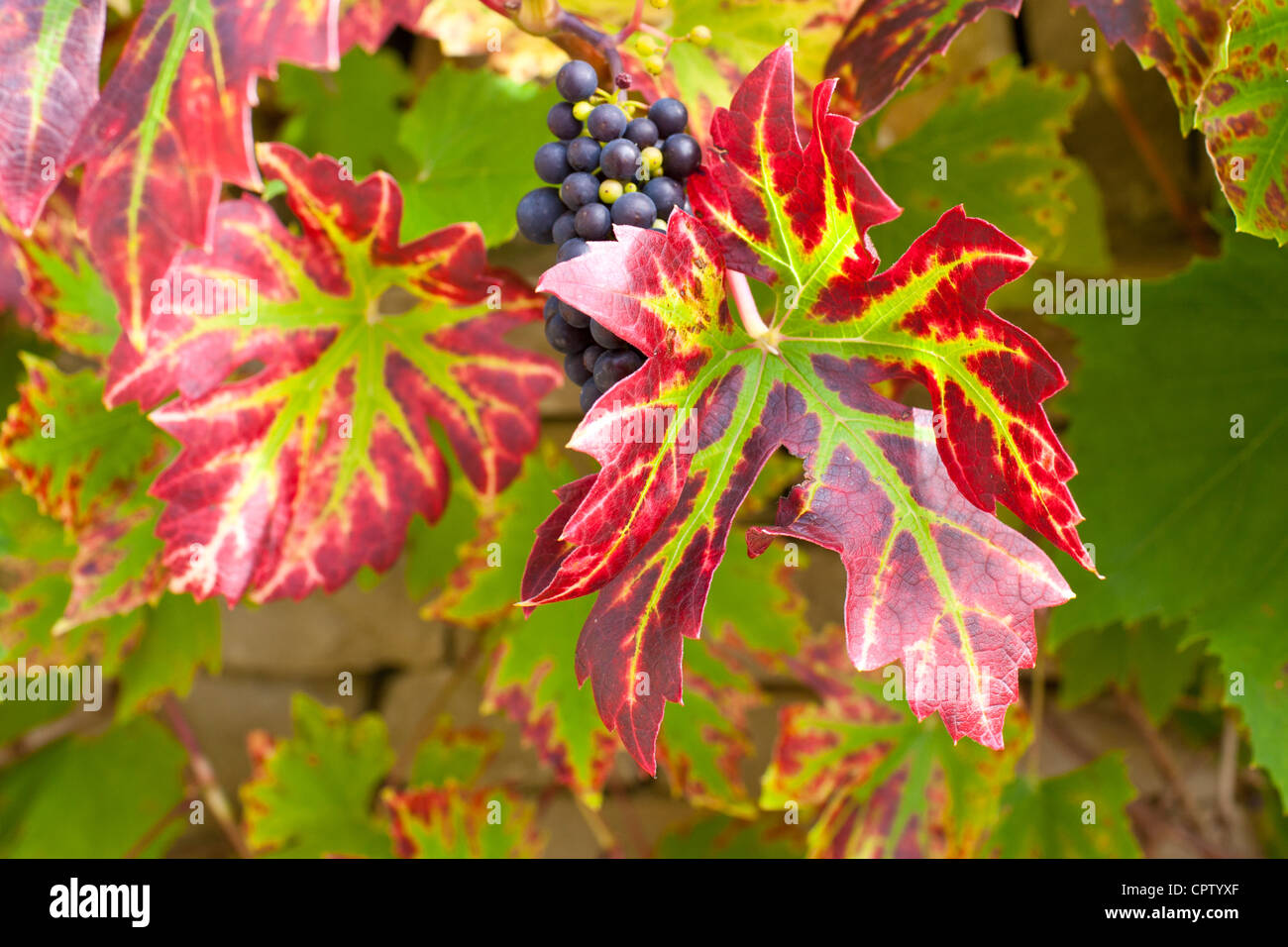Home grapevine hi-res stock photography and images - Alamy