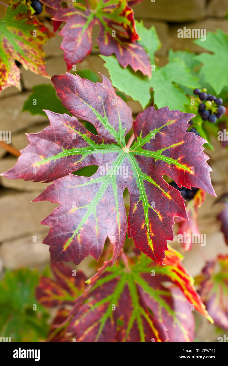 Autumn colours of a leaf on a grapevine on stone wall in country garden ...