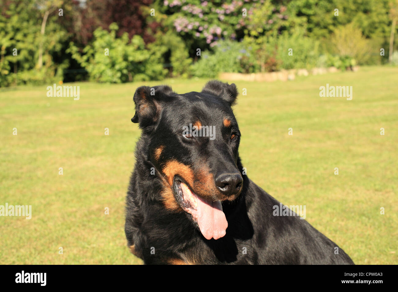 portrait of a purebred french sheepdog beauceron Stock Photo - Alamy