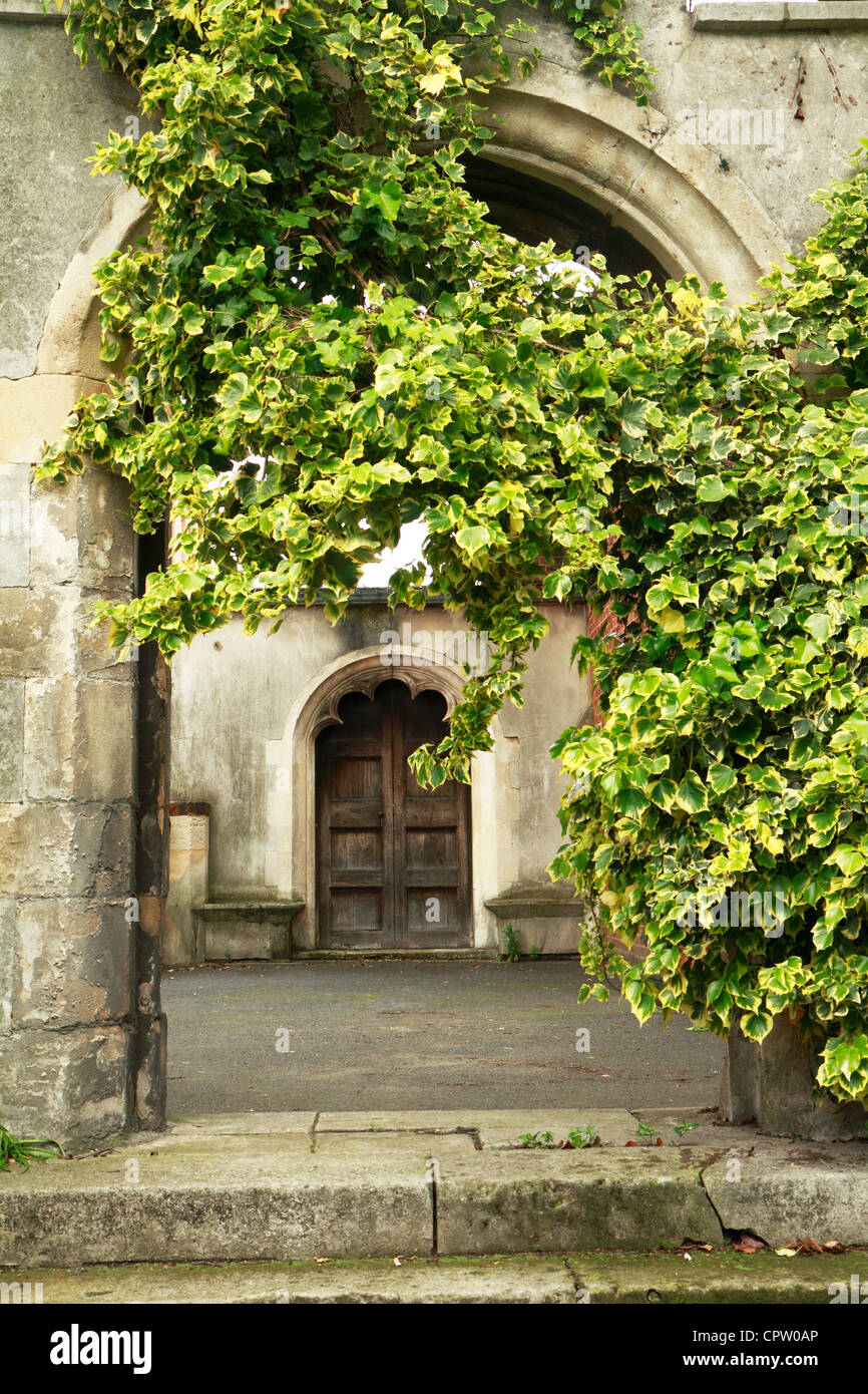 English Ivy, Common Ivy (Hedera helix) growing over churchyard arch ...