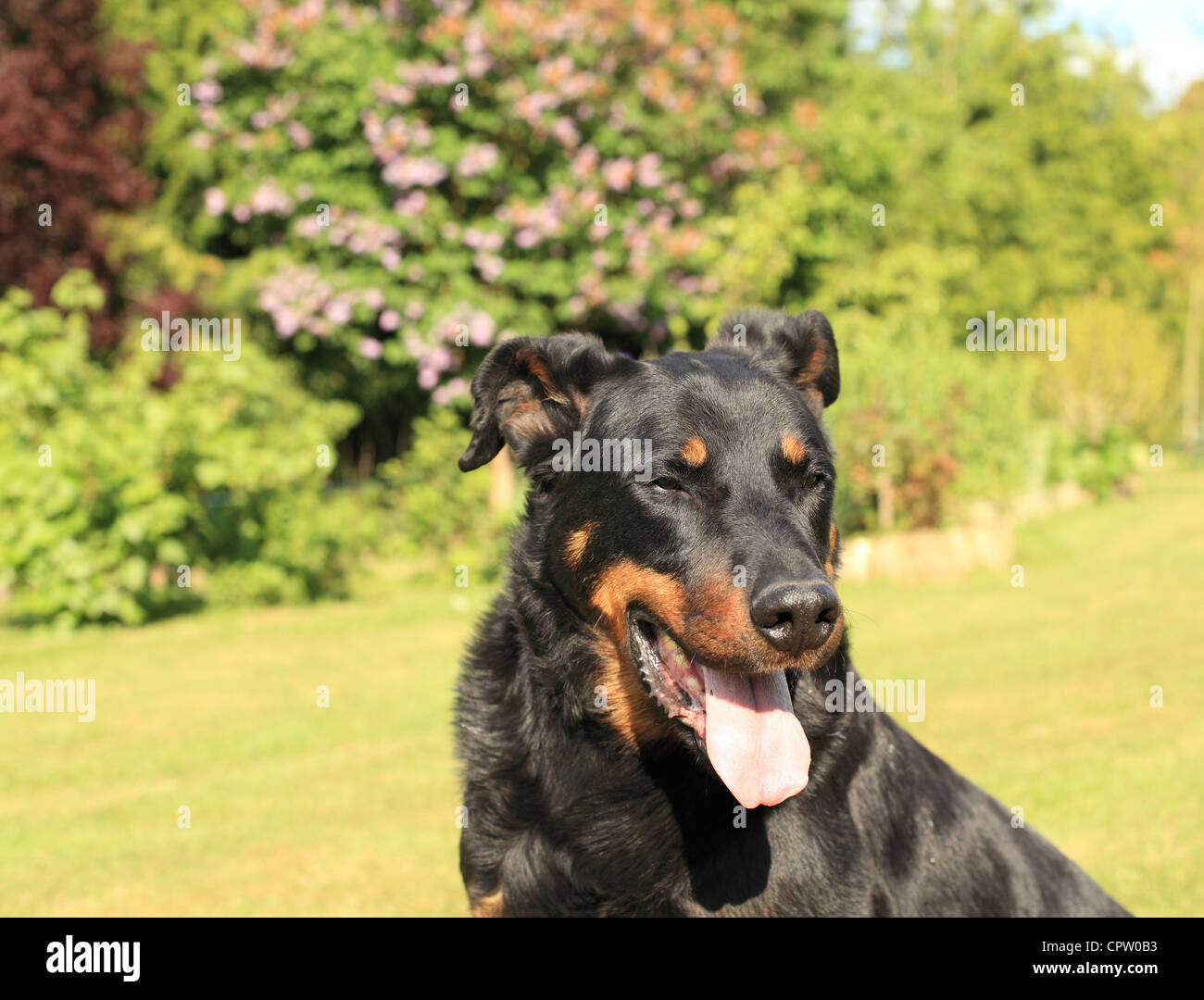portrait of a purebred french sheepdog beauceron Stock Photo - Alamy