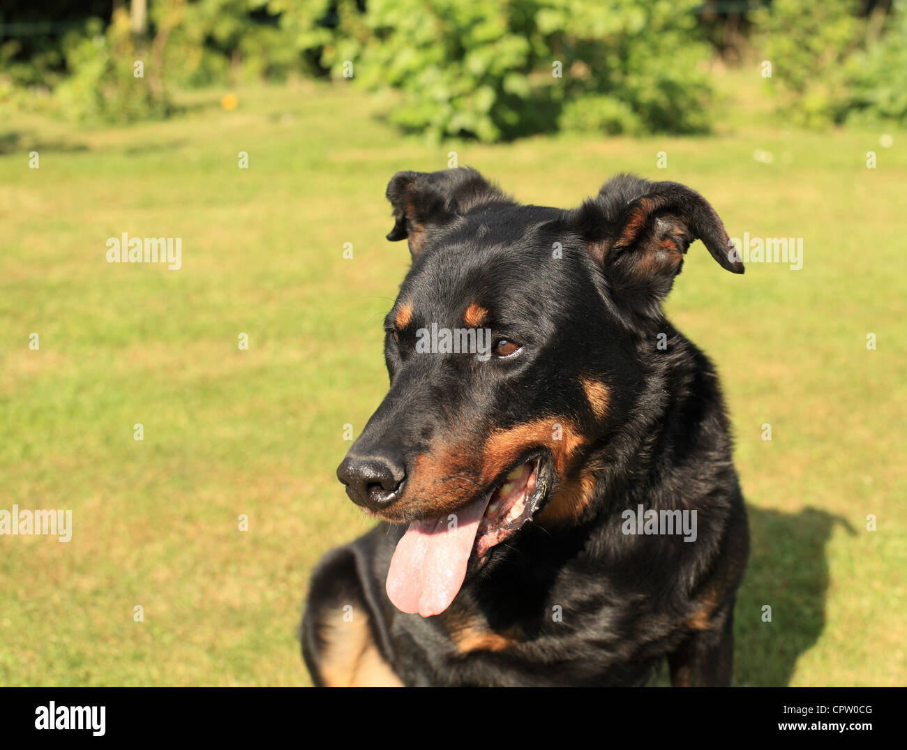 portrait of a purebred french sheepdog beauceron Stock Photo - Alamy