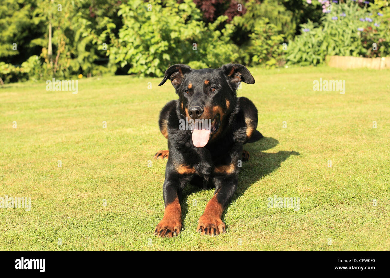 portrait of a purebred french sheepdog beauceron Stock Photo - Alamy